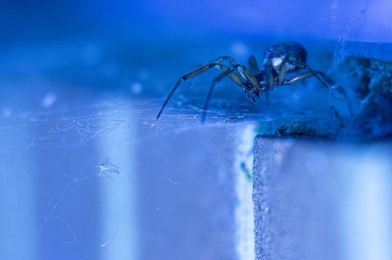 7 Symbolic Meanings of Dreaming of a Blue Spider – Dream Doubt