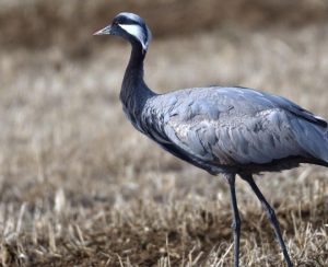 7 Symbolic Meanings of Dreaming of Cranes – Dream Doubt
